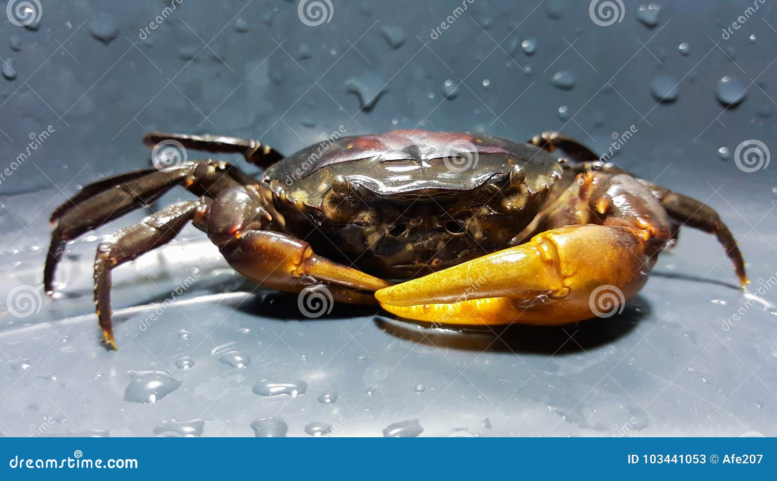 Rice Field Crab in Round Plastic Basin Stock Image - Image of asian ...