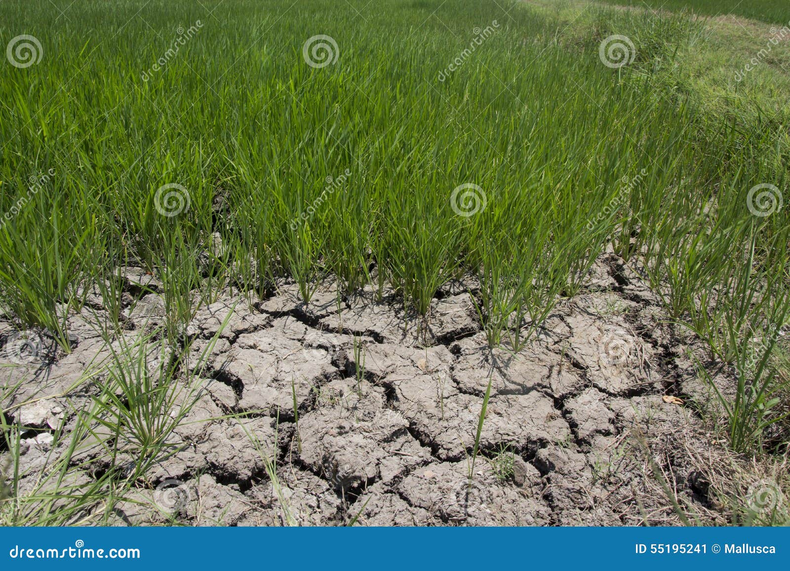 Rice Field with Cracked Dry Earth Stock Image - Image of farmland ...
