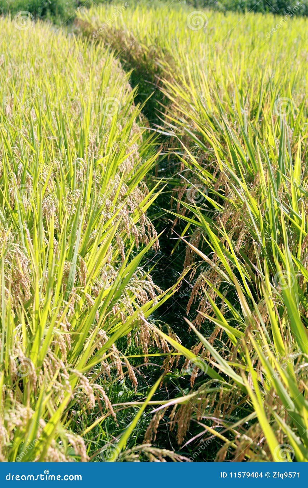 Rice field crop stock photo. Image of thailand, asian - 11579404