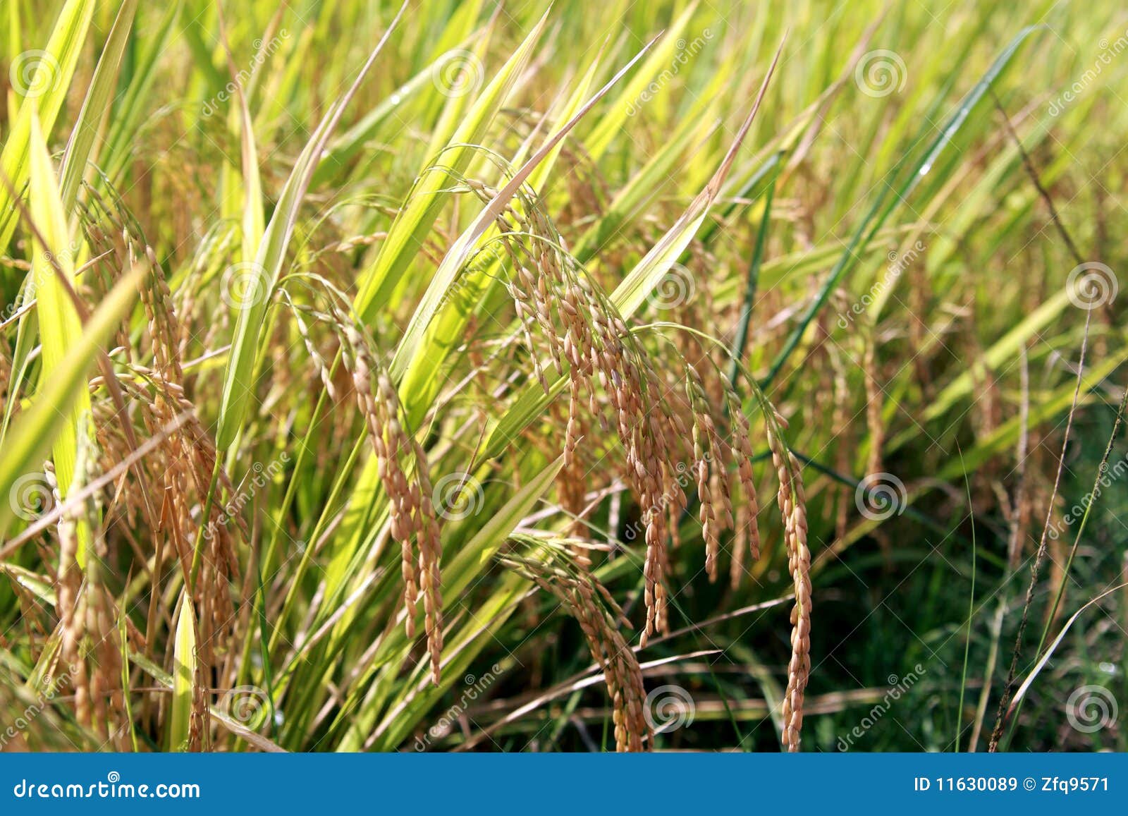 Rice field crop stock image. Image of culture, china - 11630089