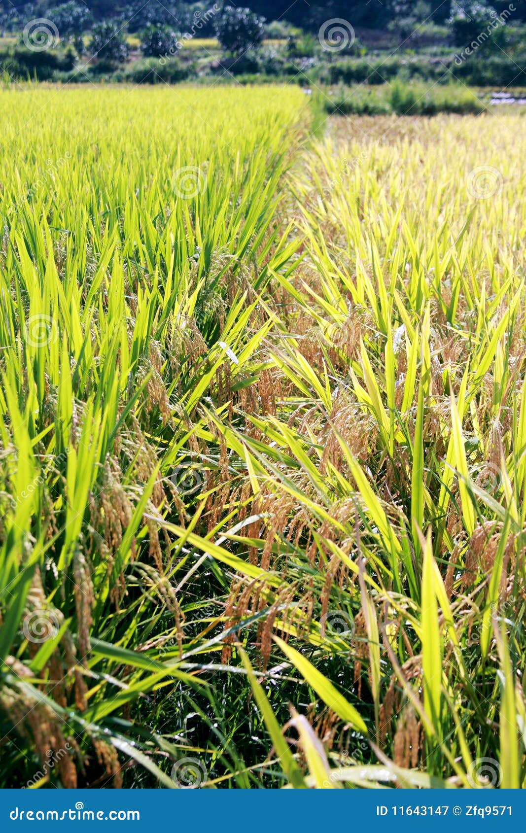 Rice field crop stock image. Image of natural, cereal - 11643147