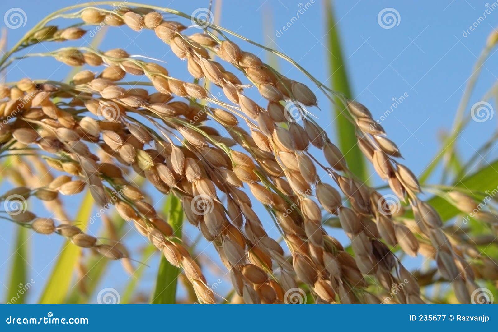 Rice field detail stock image. Image of crop, botany, japan - 235677