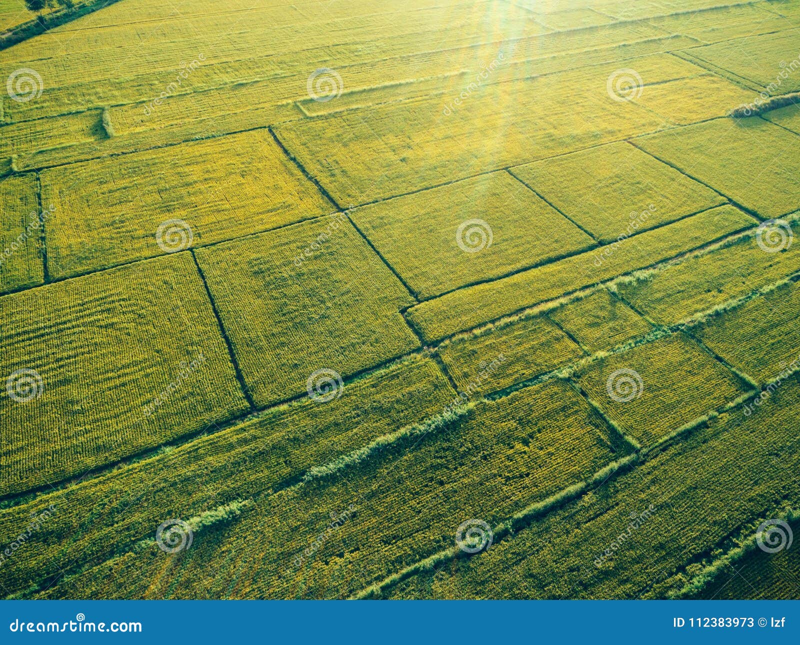 Rice field from drone stock image. Image of agriculture - 112383973