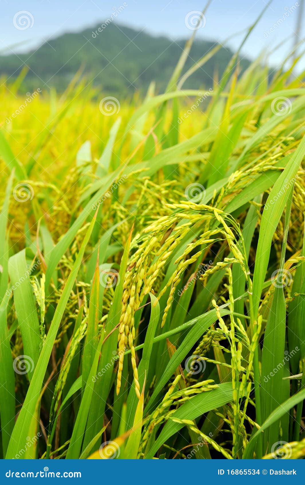 Rice field and drops stock photo. Image of agriculture - 16865534