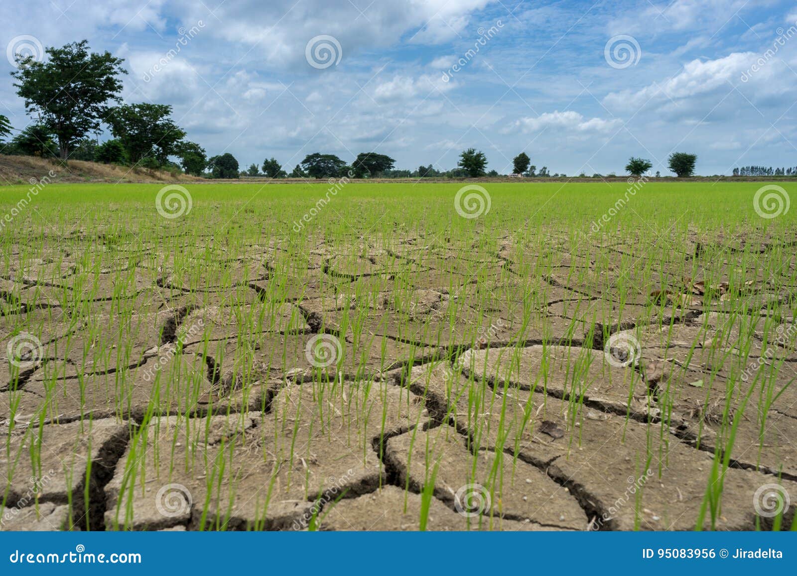 Rice field drought stock photo. Image of water, light - 95083956