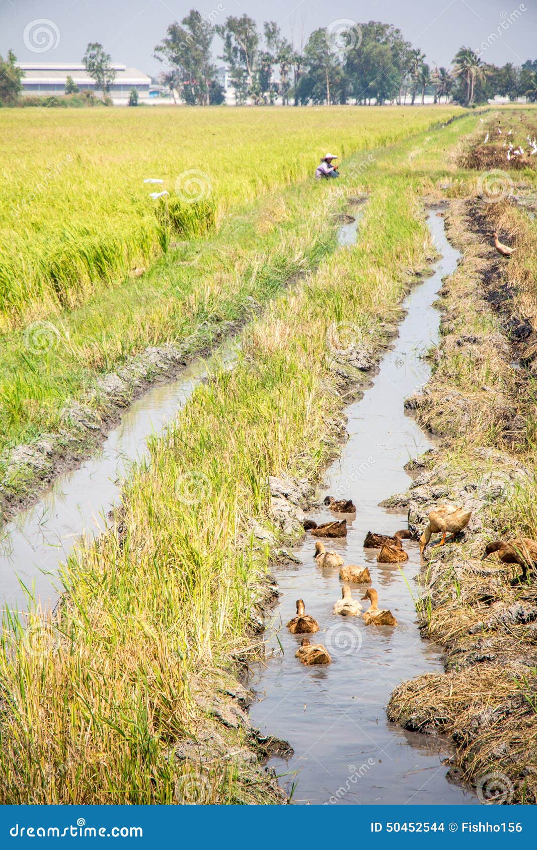 Rice field stock photo. Image of countryside, field, paddy - 50452544