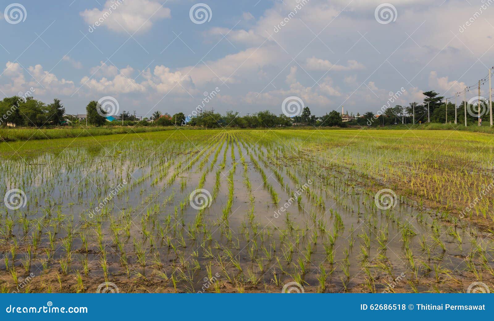 Rice field stock photo. Image of grain, land, cultivation - 62686518
