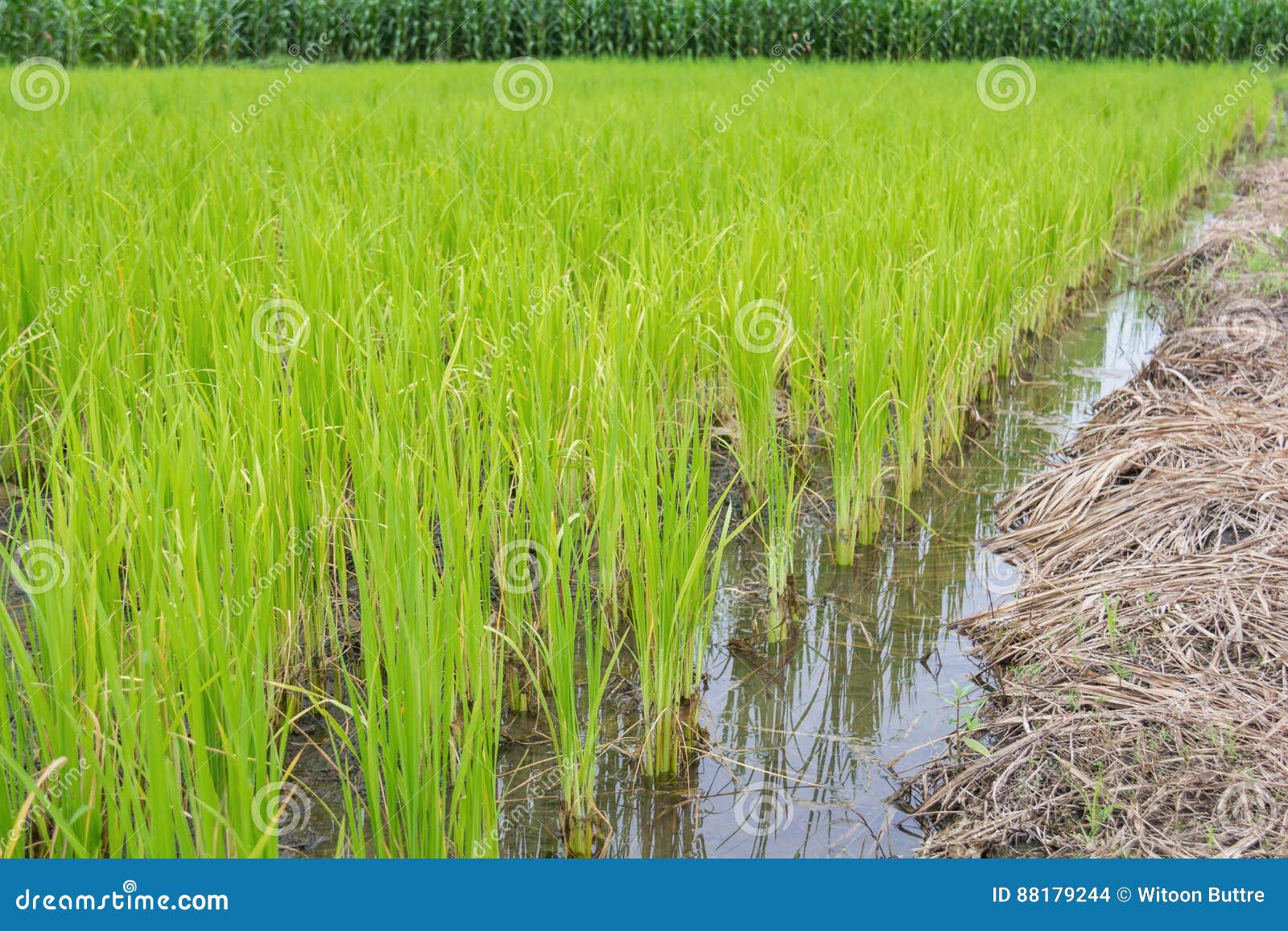 Rice field stock photo. Image of environment, irrigate - 88179244