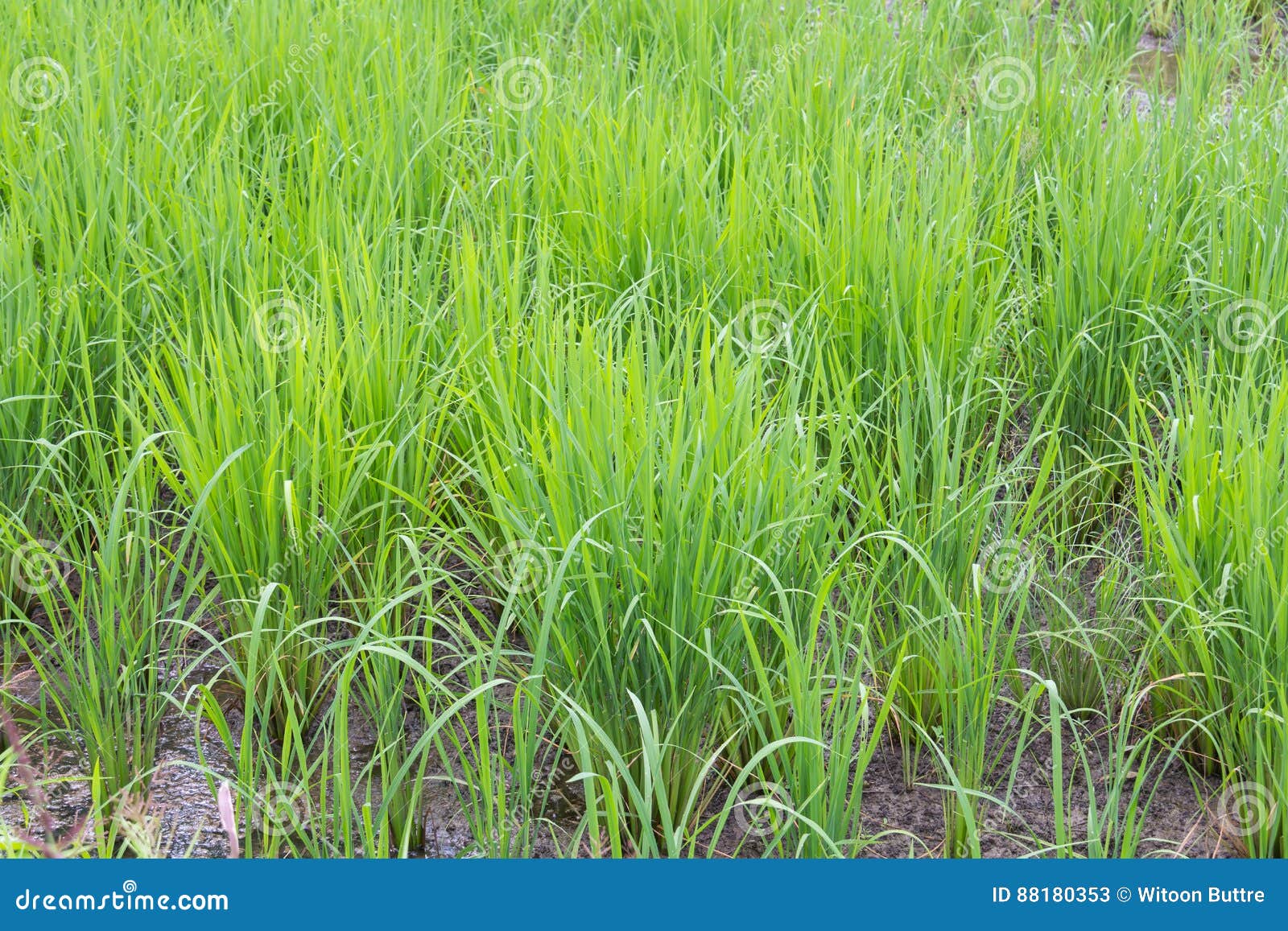 Rice field stock image. Image of grow, geology, cultivation - 88180353