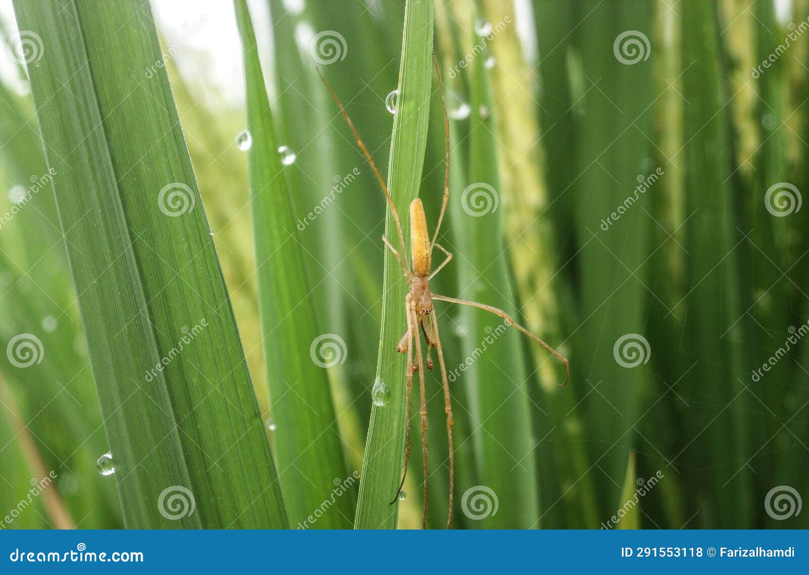 Spiders that Live in Rice Fields Stock Photo - Image of spiders ...