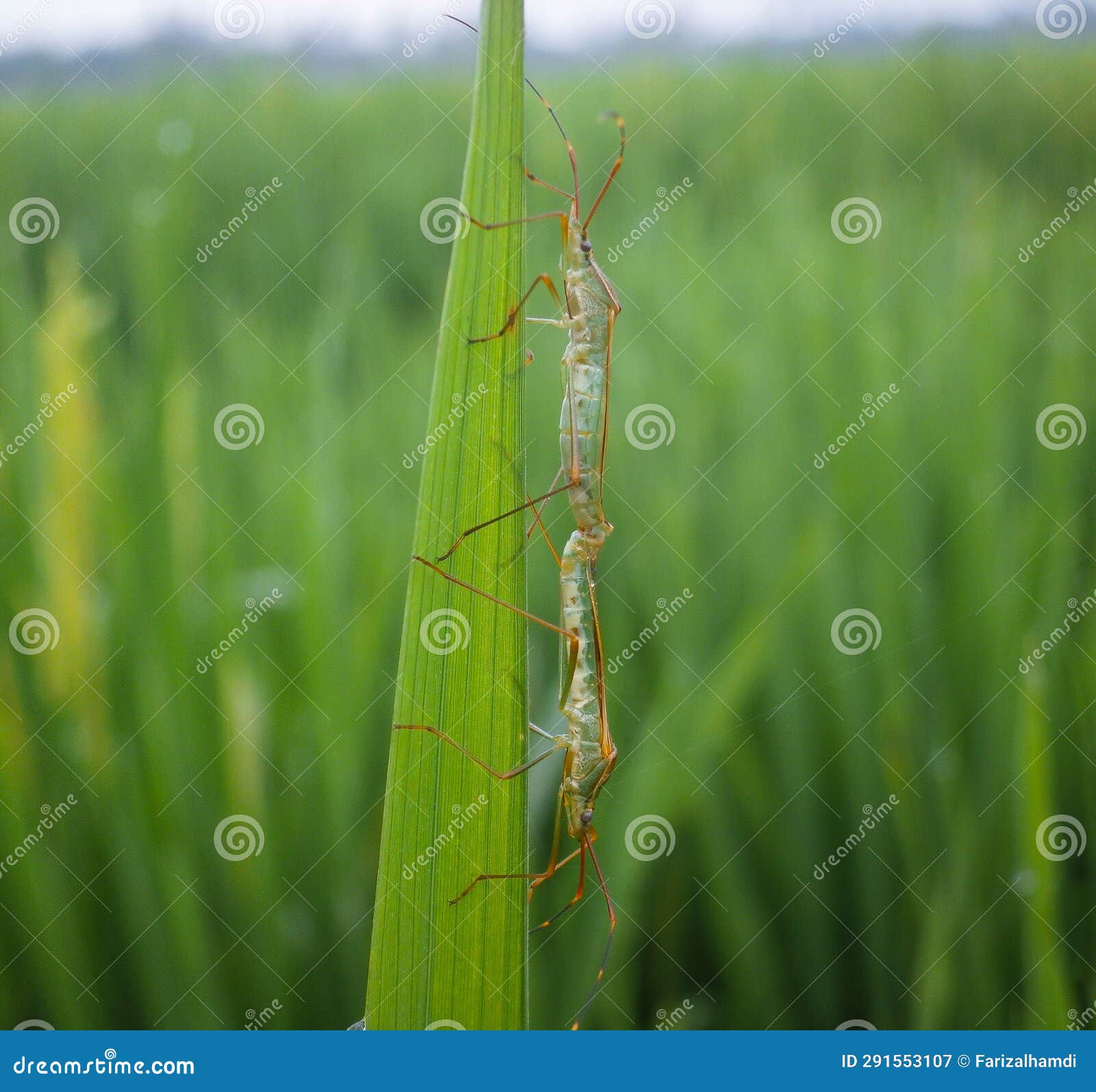 Rice Field Ecosystem Life Insect Stock Image - Image of field ...
