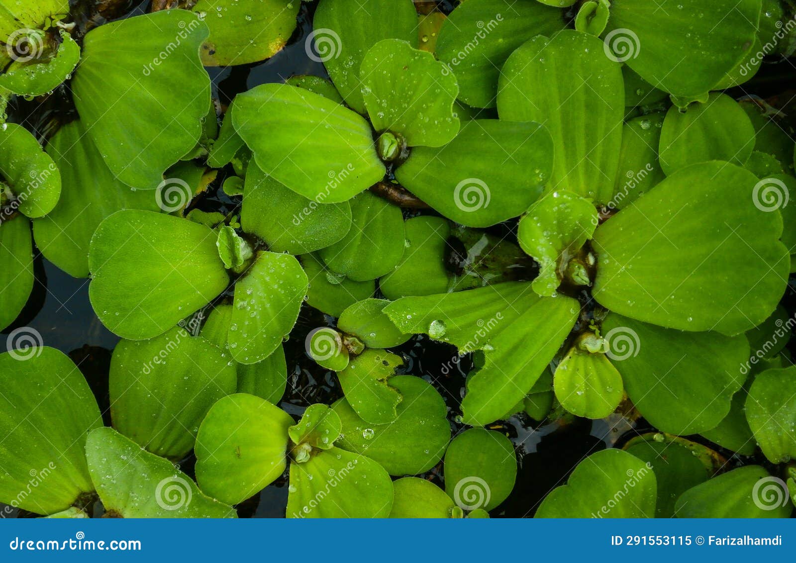 Rice Field Ecosystem Life Plants Stock Image - Image of plants, field ...