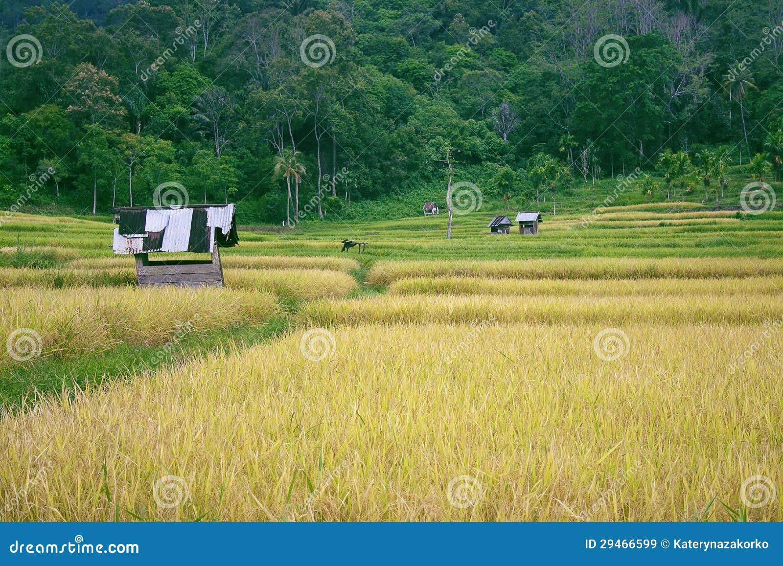 Rice Field at the Edge of the Jungle Stock Image - Image of plains ...