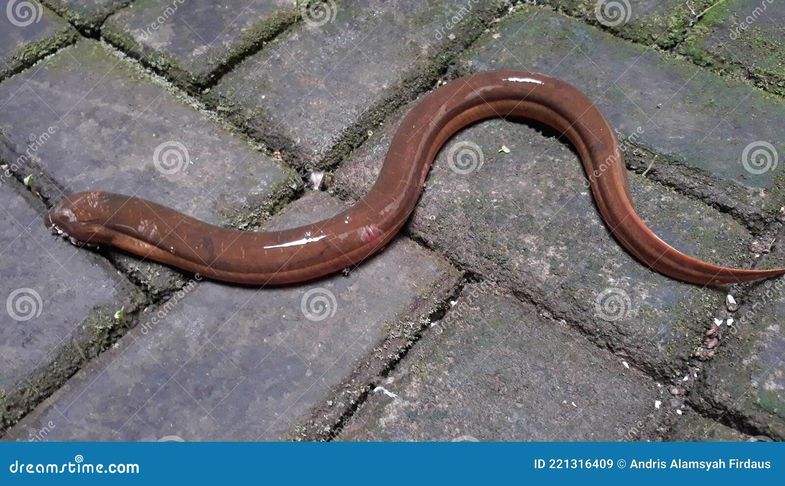 Rice field eel stock image. Image of iron, animal, tortoise - 221316409