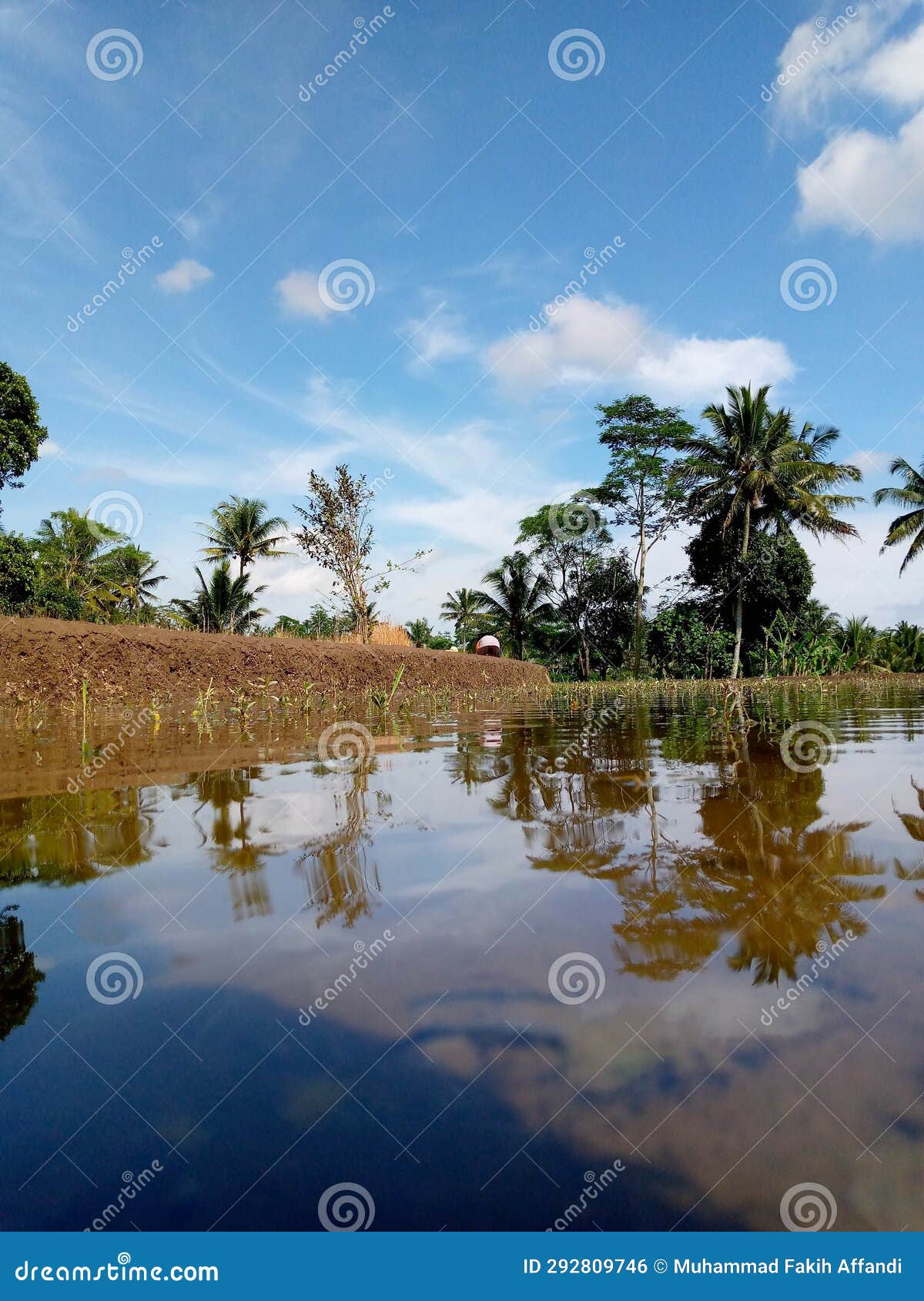 Rice field embankment stock photo. Image of embankment - 292809746