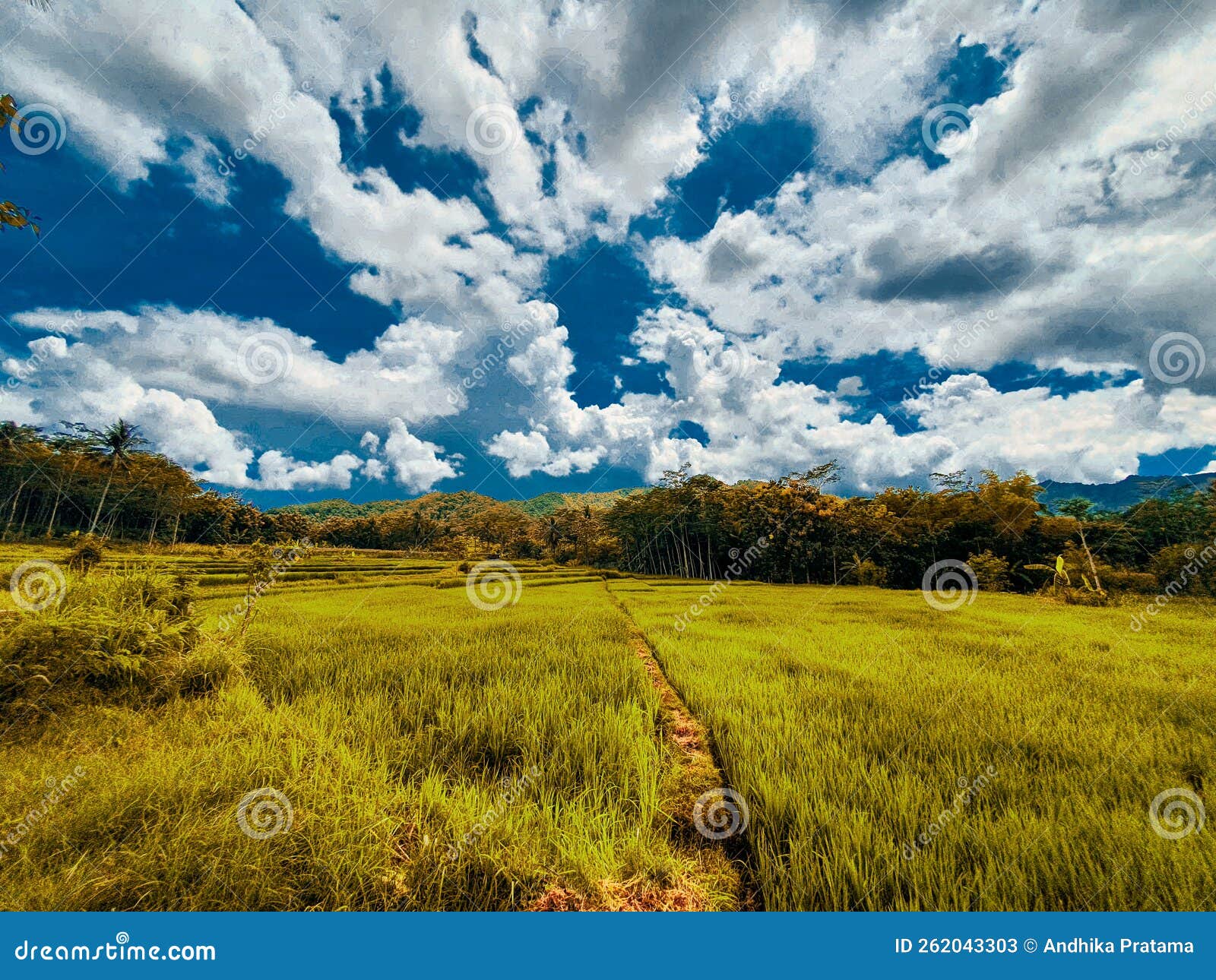Rice Field Environment with Cloudy Blue Sky Background Stock Image ...