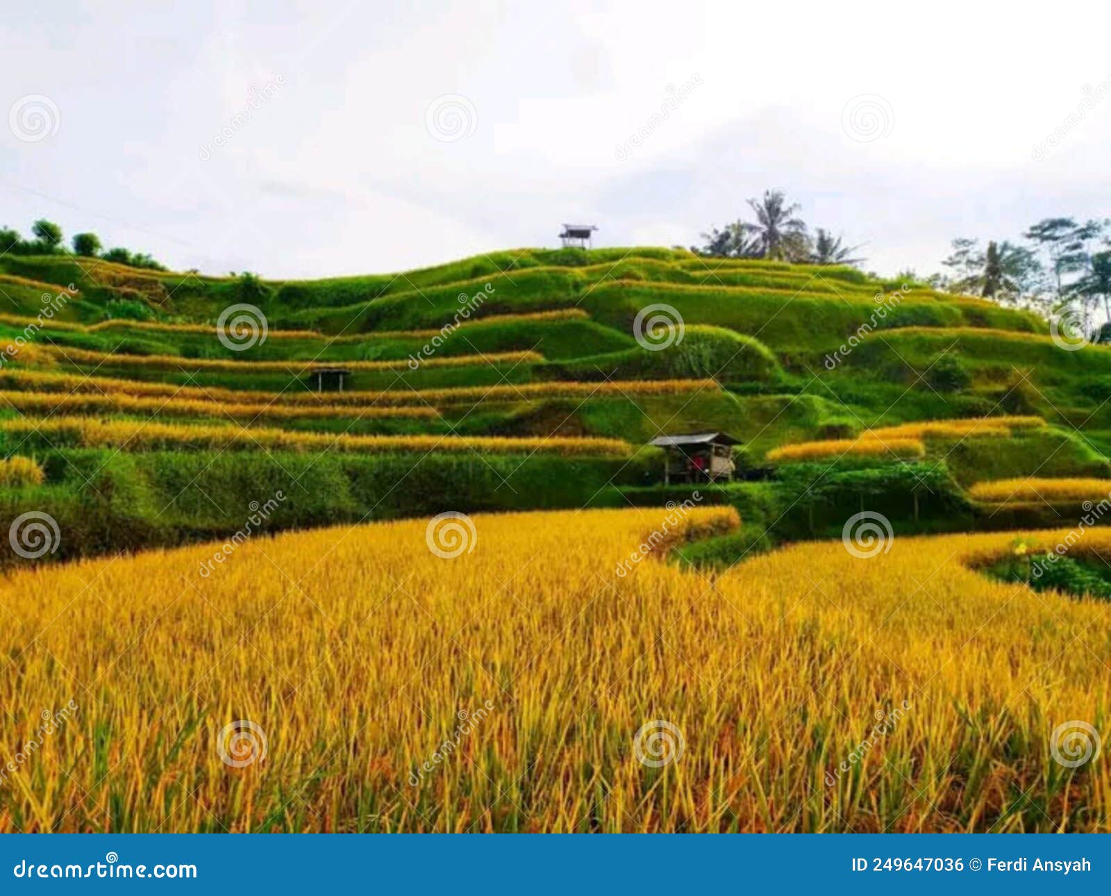 Yellow rice paddies stock photo. Image of grassland - 249647036