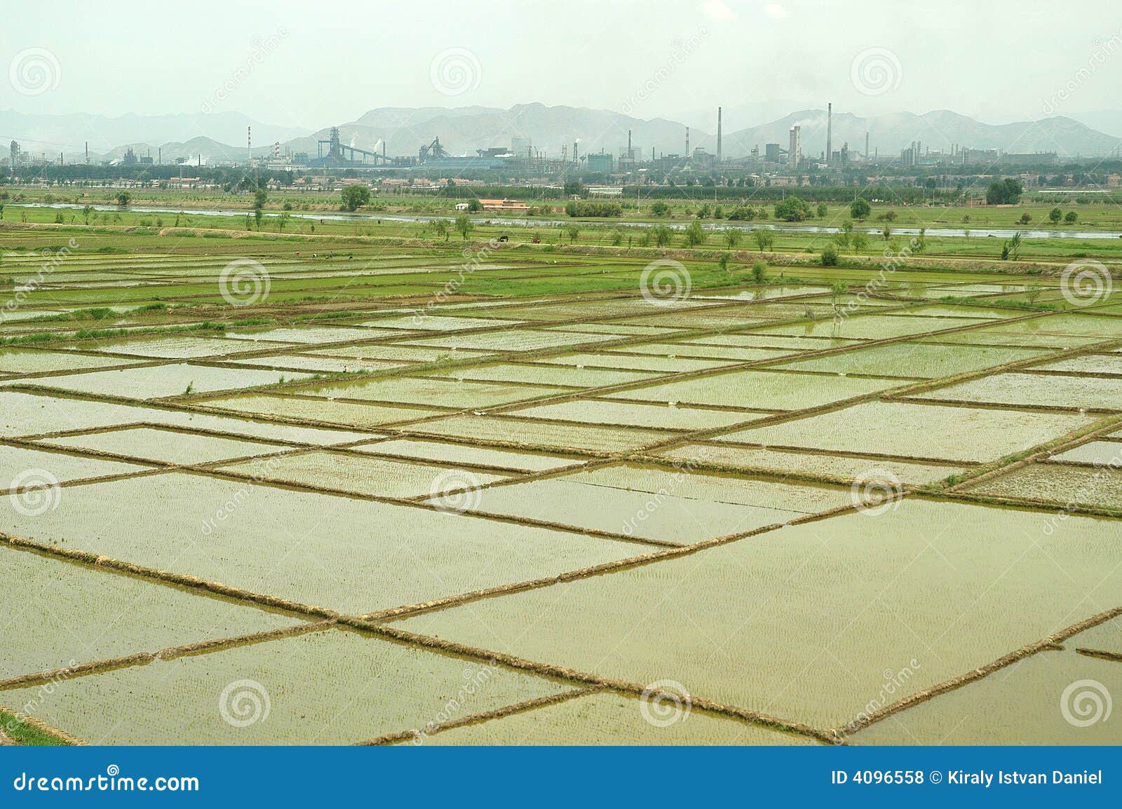Rice field with factories stock photo. Image of agriculture - 4096558