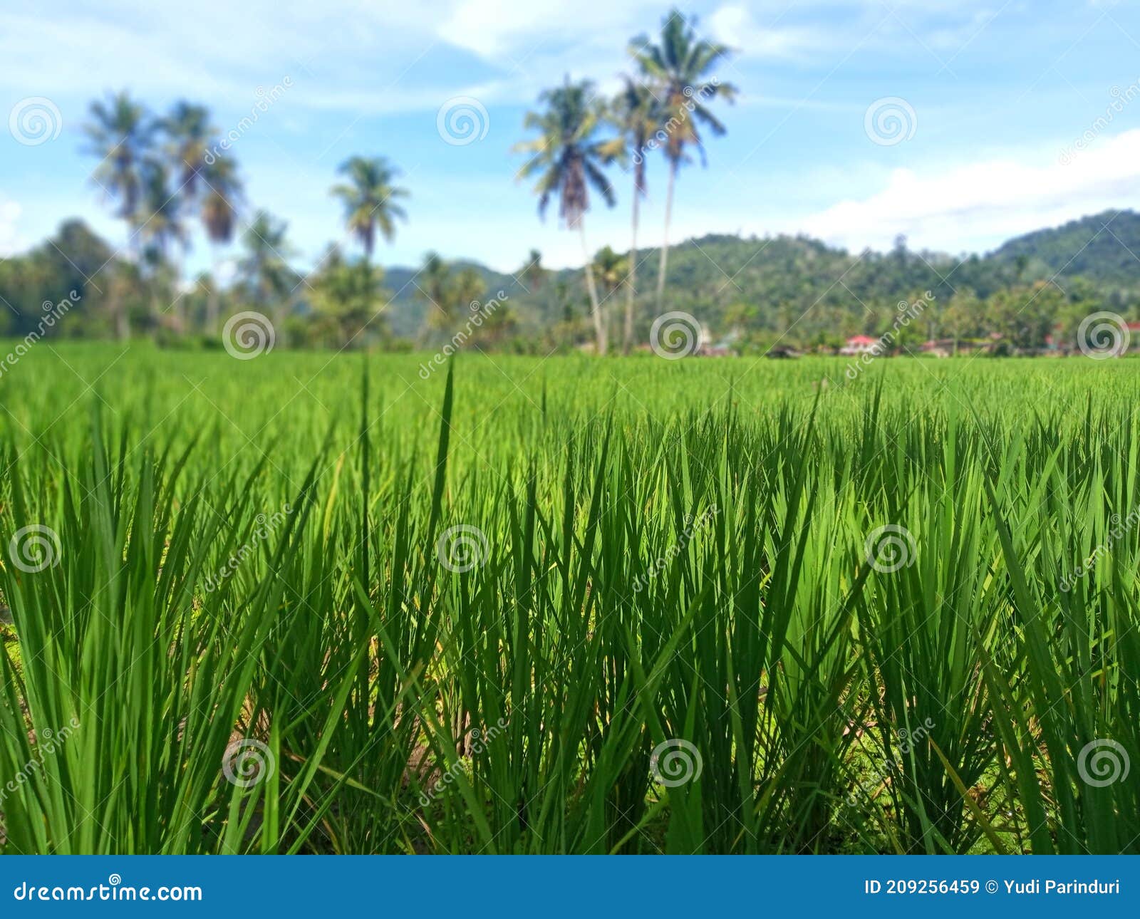 Rice Field Farm stock image. Image of agriculture, grass - 209256459