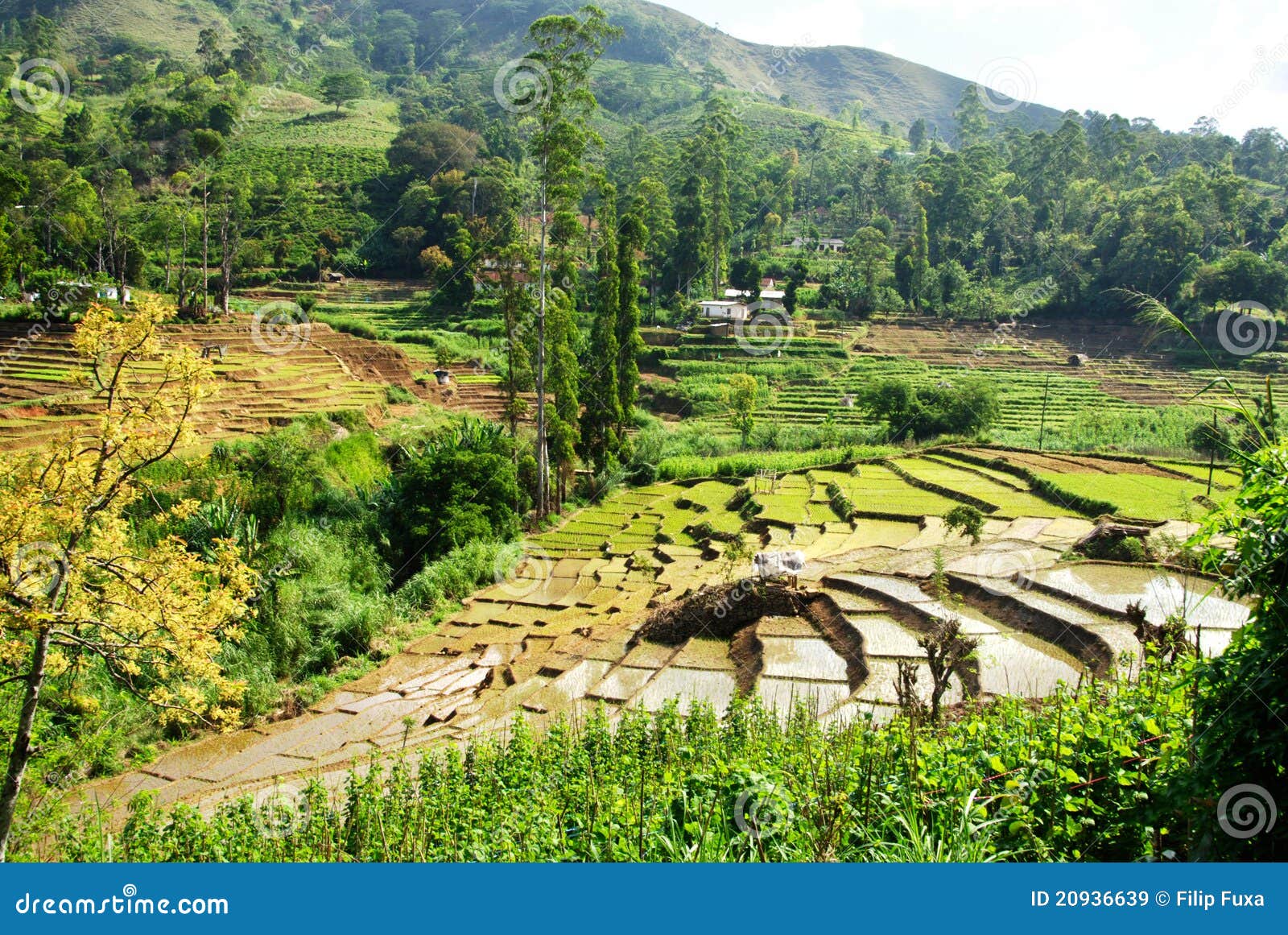 Rice field and farm stock image. Image of hillside, asia - 20936639