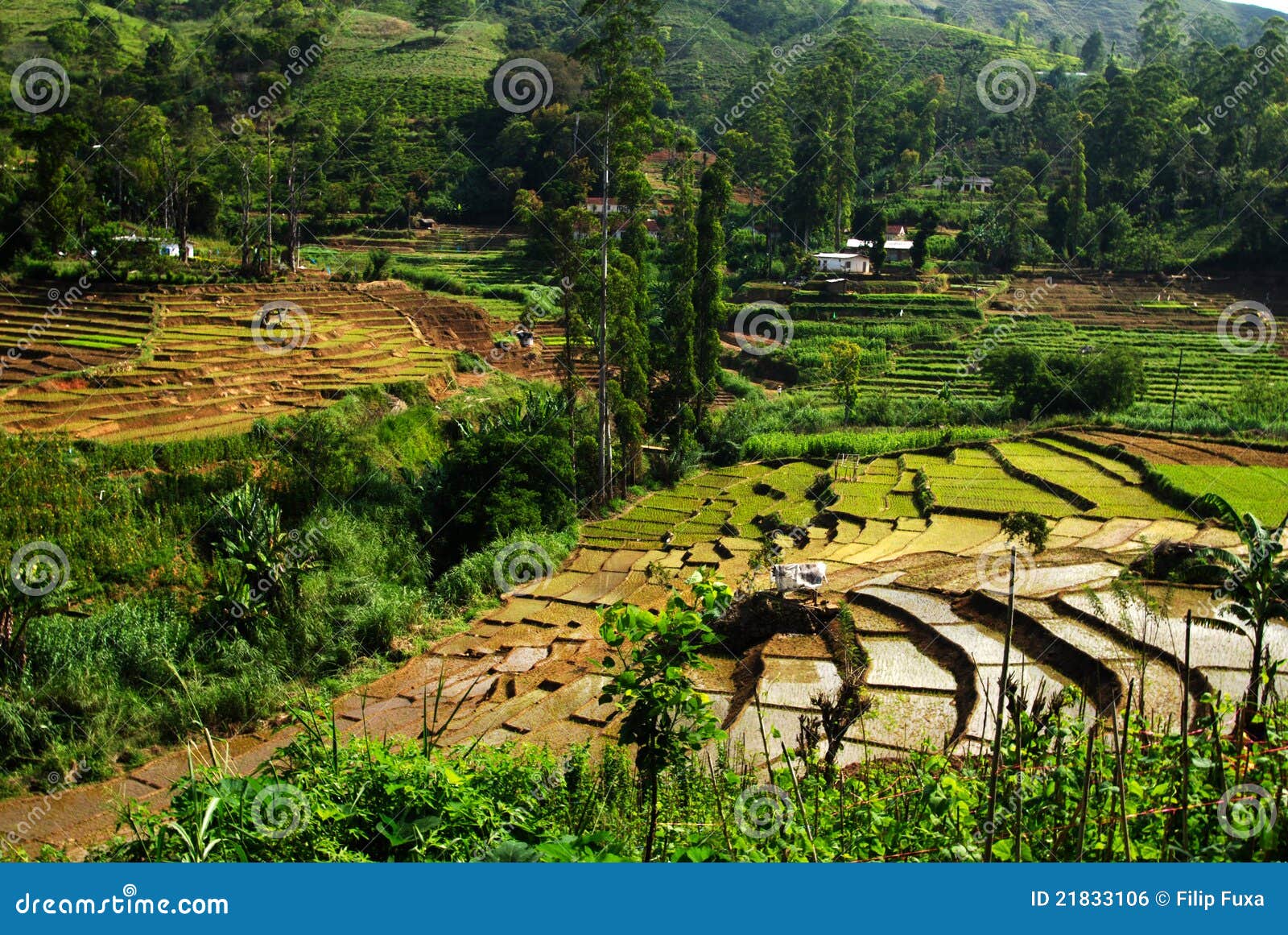 Rice field and farm stock photo. Image of nature, paddy - 21833106