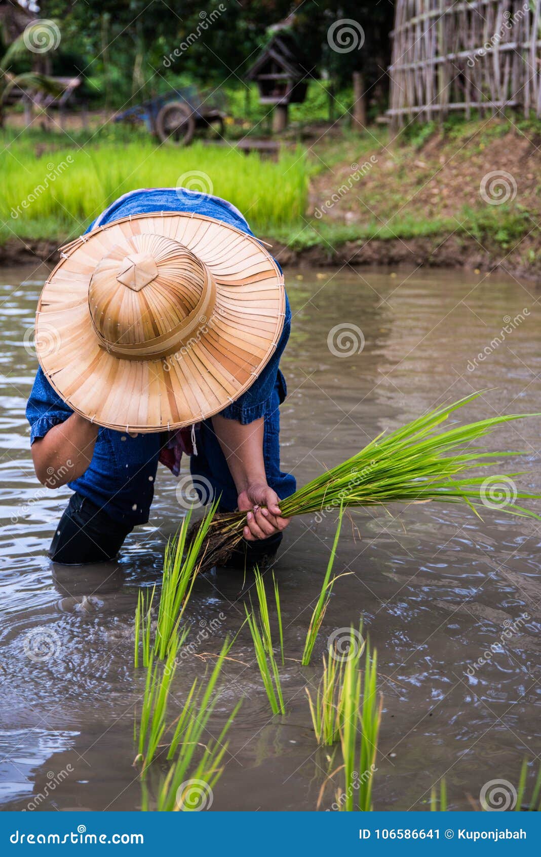 Rice field stock image. Image of rice, field, people - 106586641