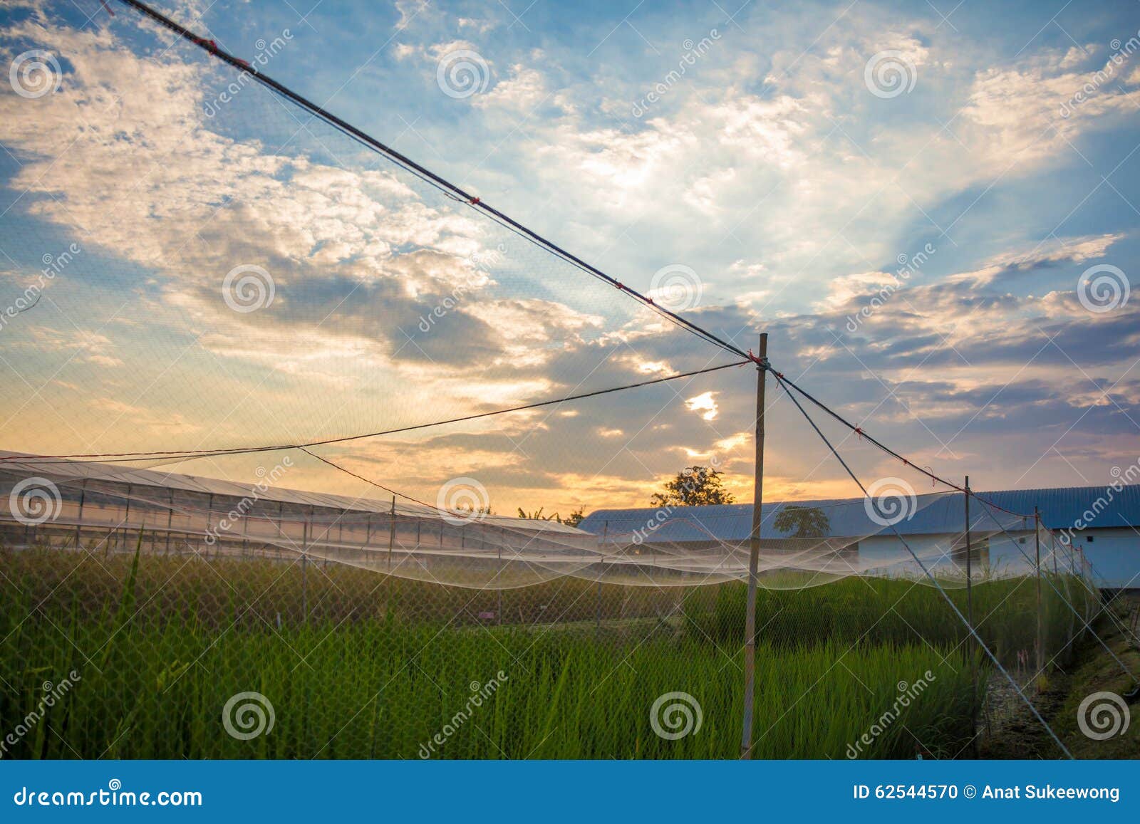 Rice Field of Farmer and Sunset Stock Photo - Image of field, farming ...