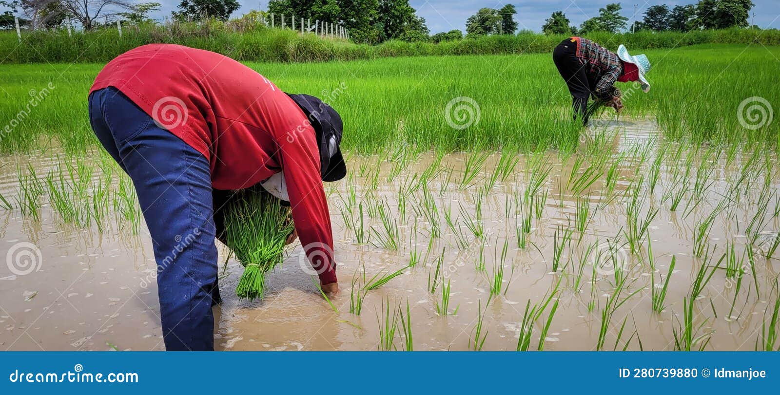 Rice field stock photo. Image of farmers, green, group - 280739880