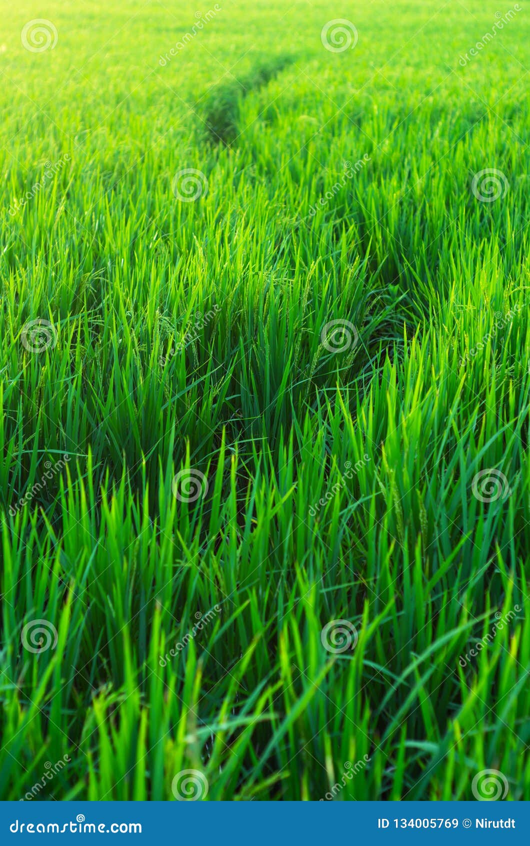 Rice field stock image. Image of farmland, thailand - 134005769