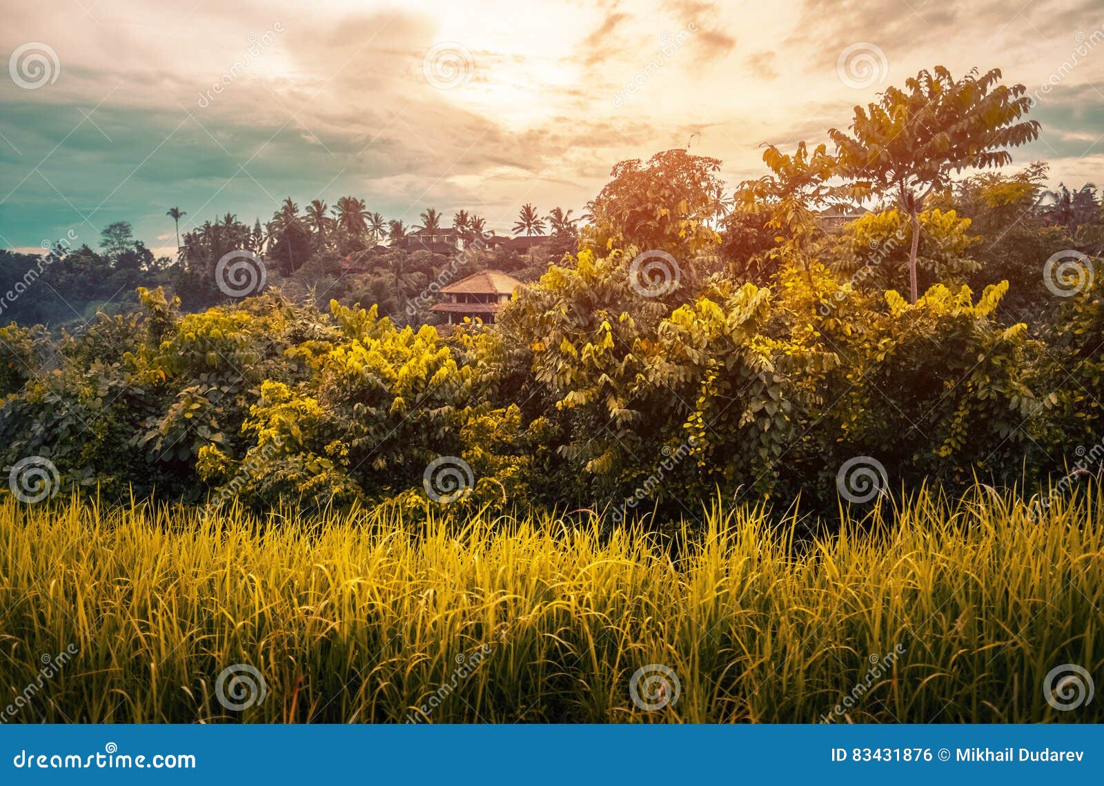 Rice field stock photo. Image of hill, asian, culture - 83431876