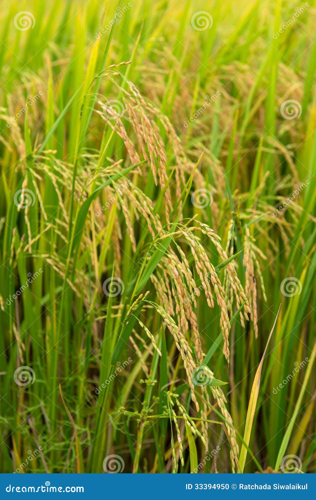 Rice field stock photo. Image of growth, agriculture - 33394950