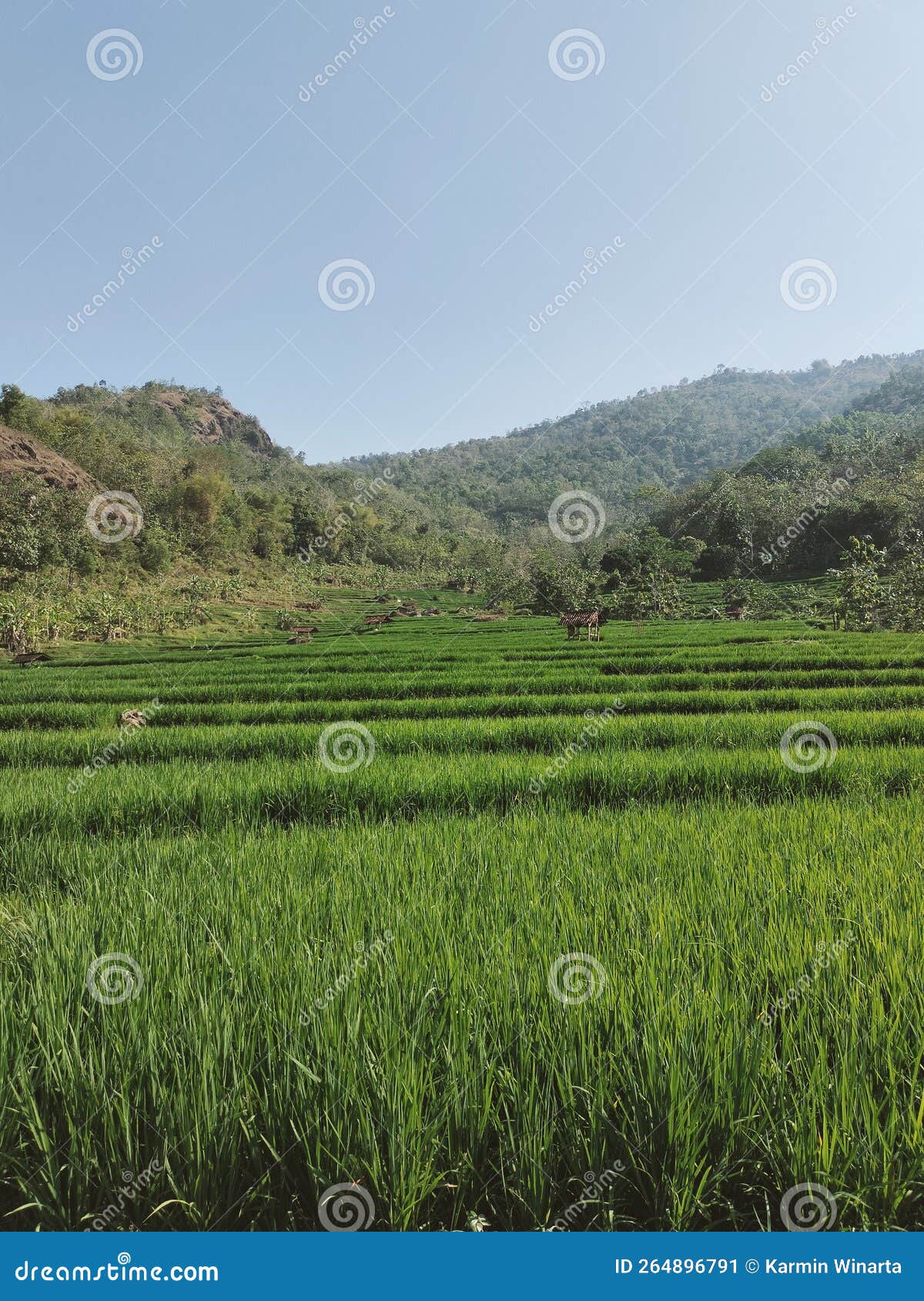 Rice Field at the Foot of Hill Stock Image - Image of flower, landscape ...