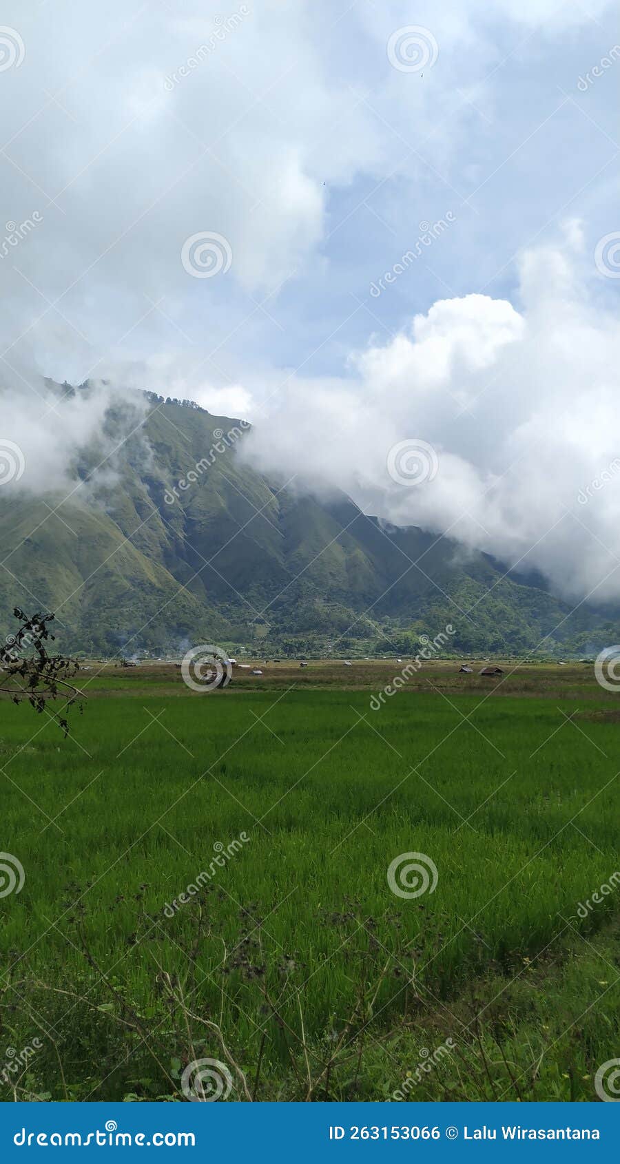 Rice Field at the Foot of the Mountain Stock Photo - Image of ocean ...
