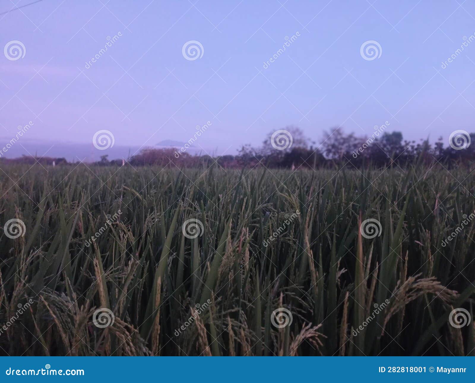 Rice Field at the Foot of the Mountain Stock Image - Image of rice ...