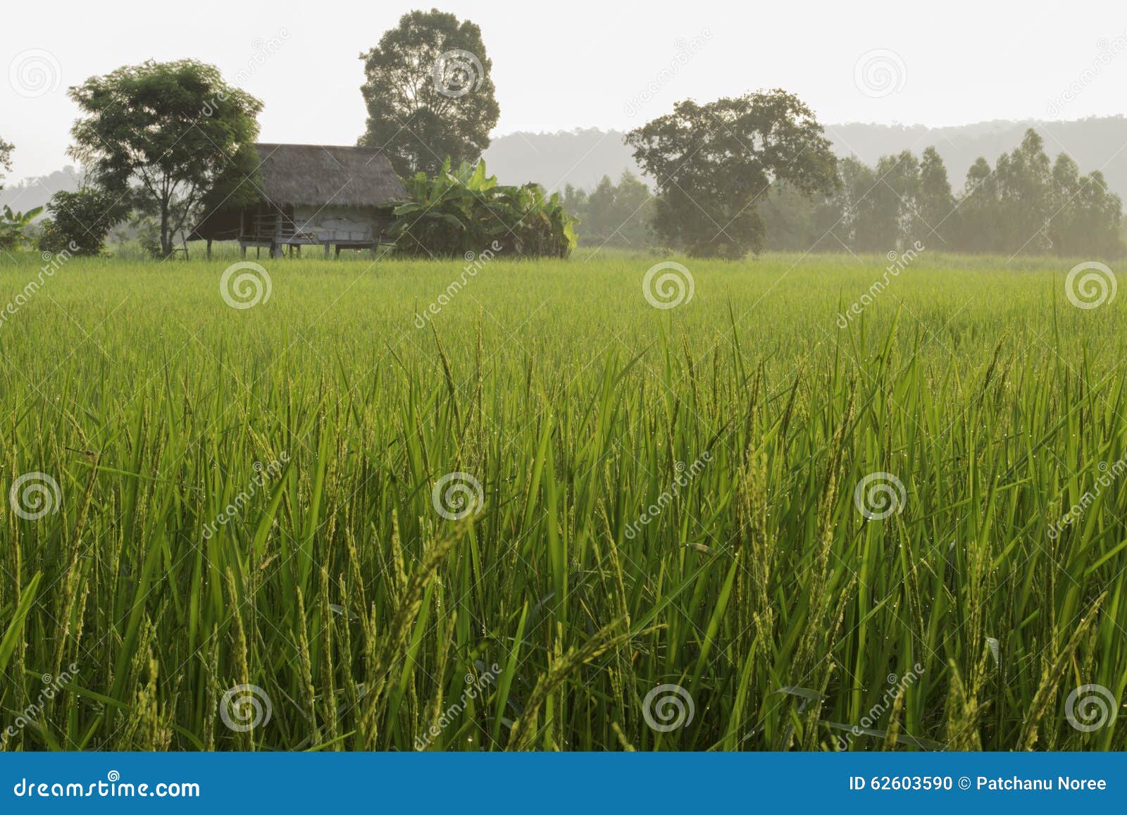 Rice field stock photo. Image of closeup, flora, colorful - 62603590