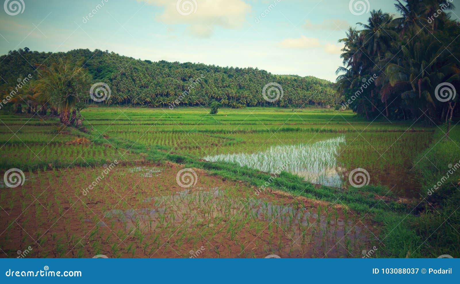 Rice field stock image. Image of agriculture, freshly - 103088037
