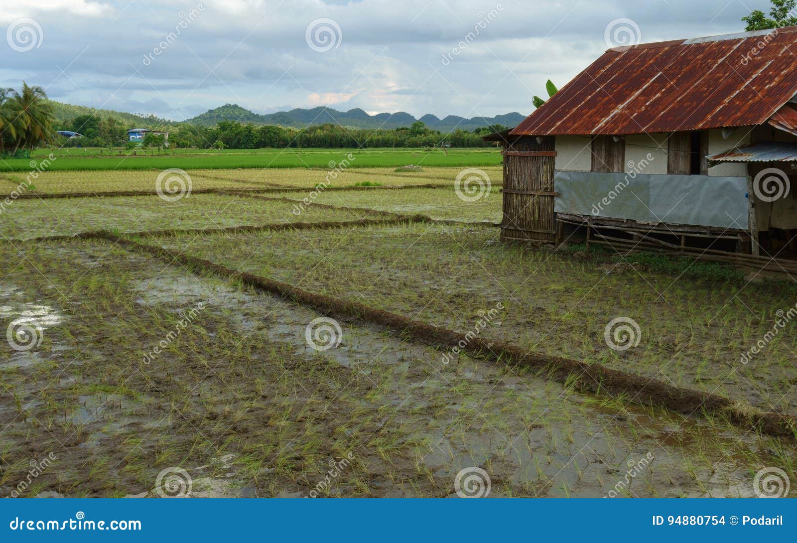 Rice field stock photo. Image of philippines, fertile - 94880754