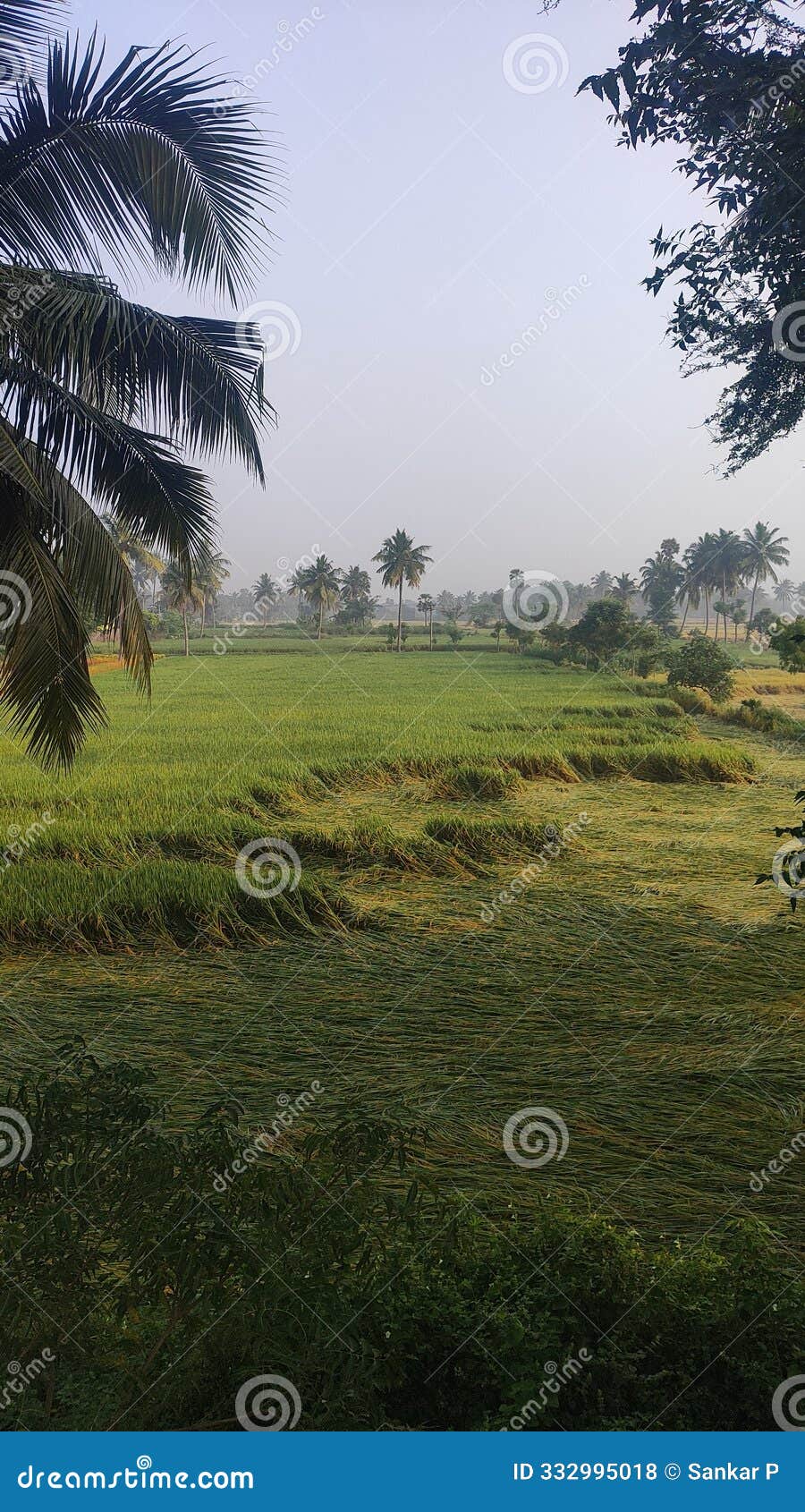 Rice Field after Fully Growing Stage Stock Photo - Image of rice ...
