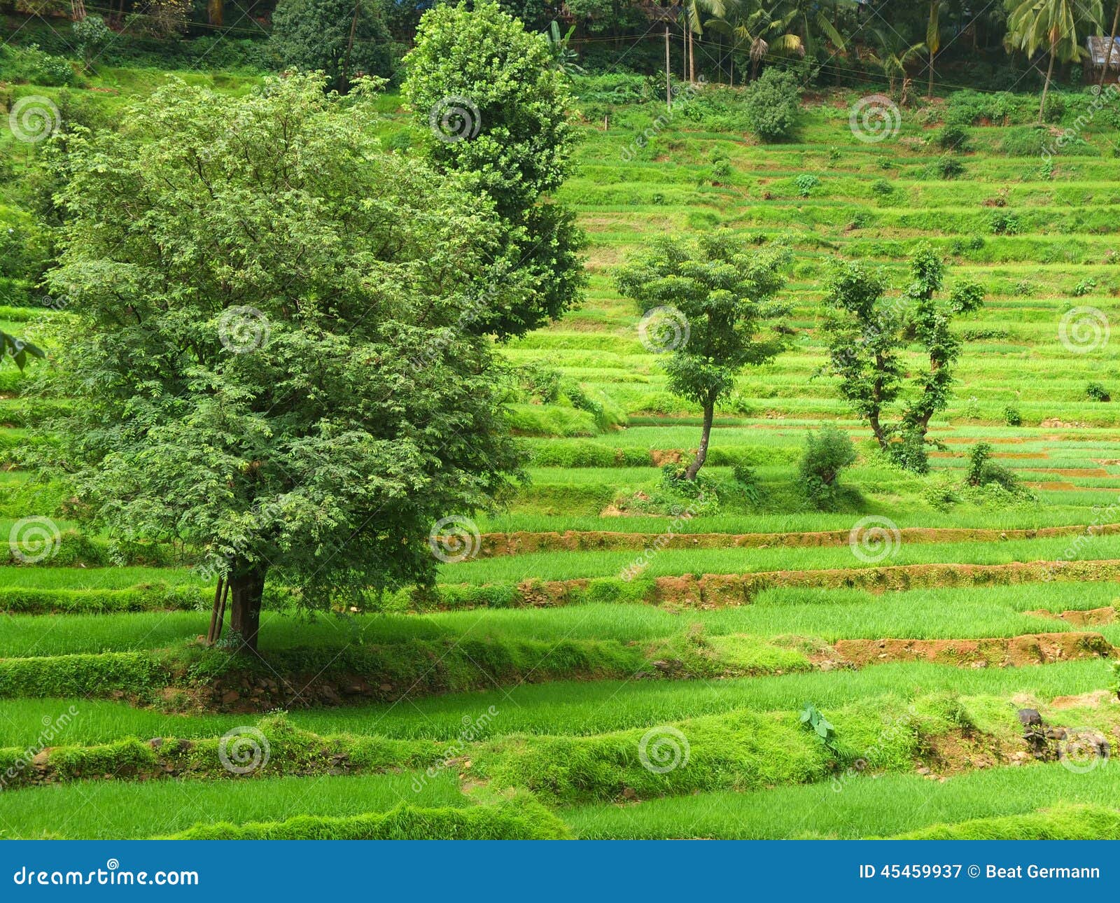 Rice field in Goa, India stock image. Image of green - 45459937
