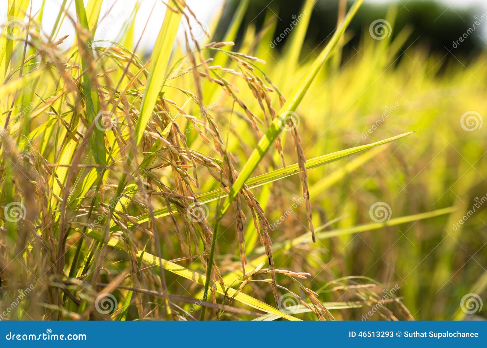 Rice field gold stock image. Image of botany, field, cereal - 46513293