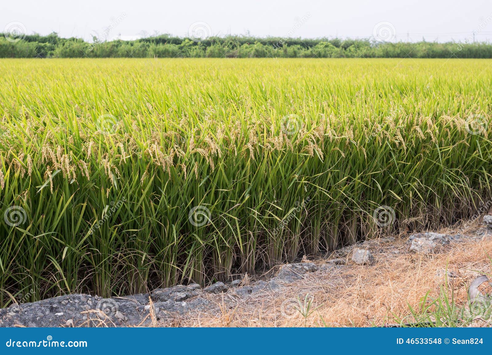 Rice field stock photo. Image of plantation, ripe, field - 46533548