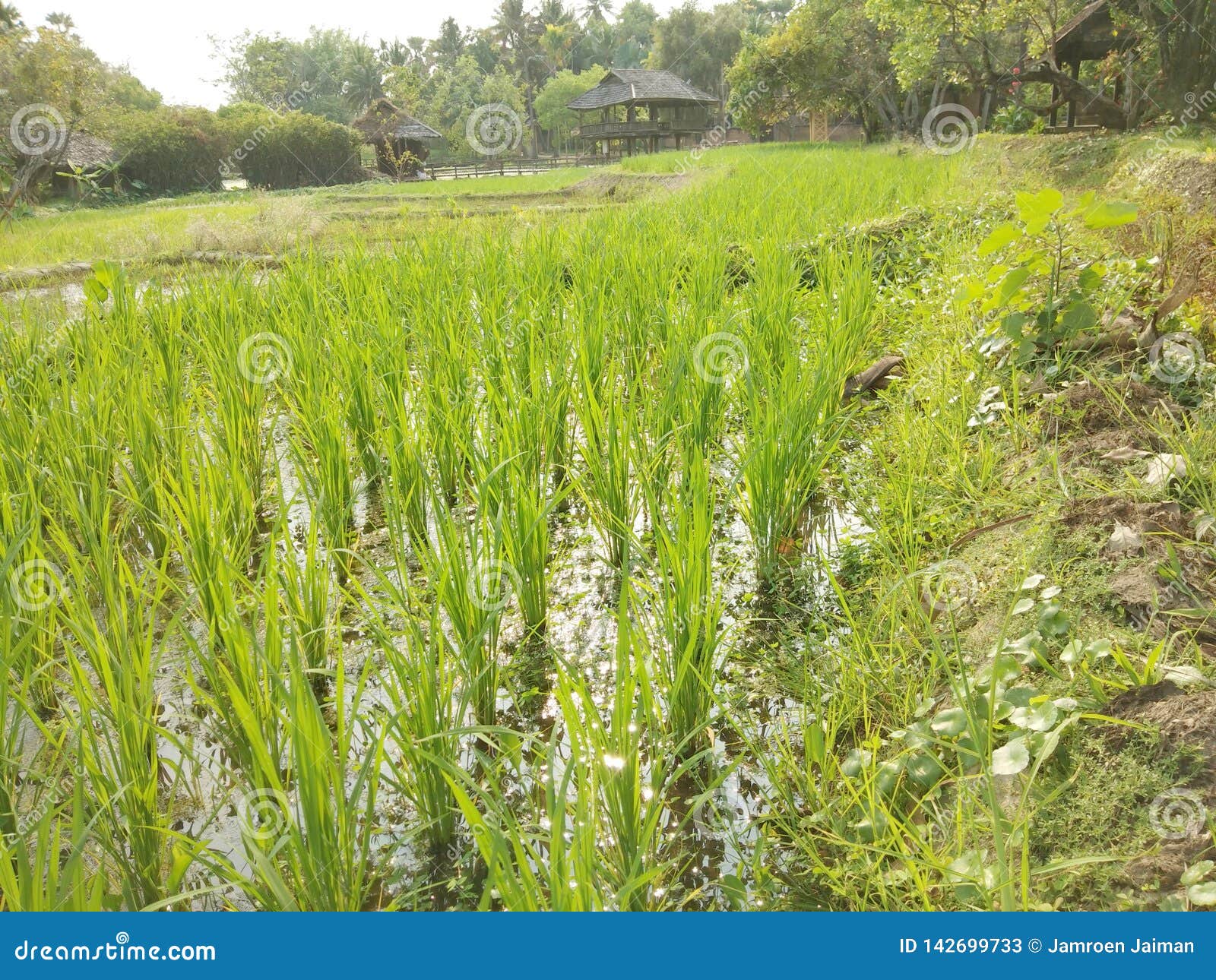 Rice Field after Grass. Young Grass is Growing after Harvesting Stock ...