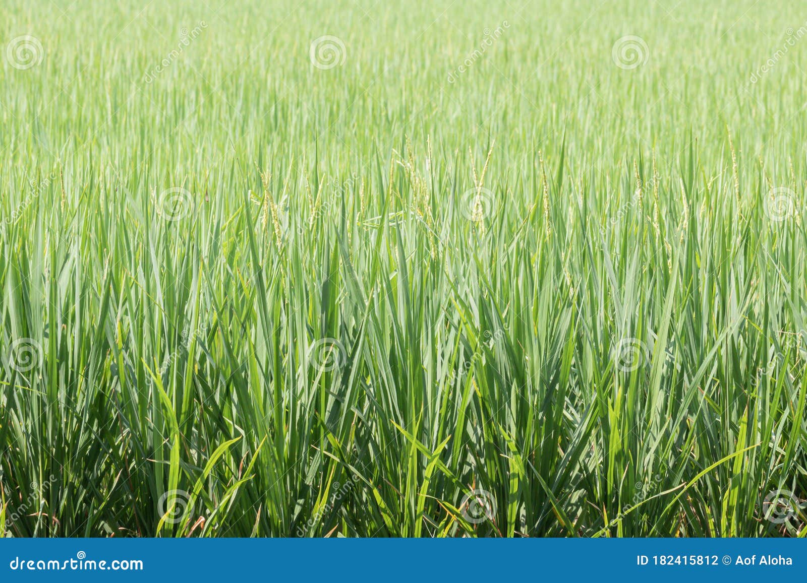 Rice Field Green Background.Beautiful Green Wallpaper Stock Photo ...
