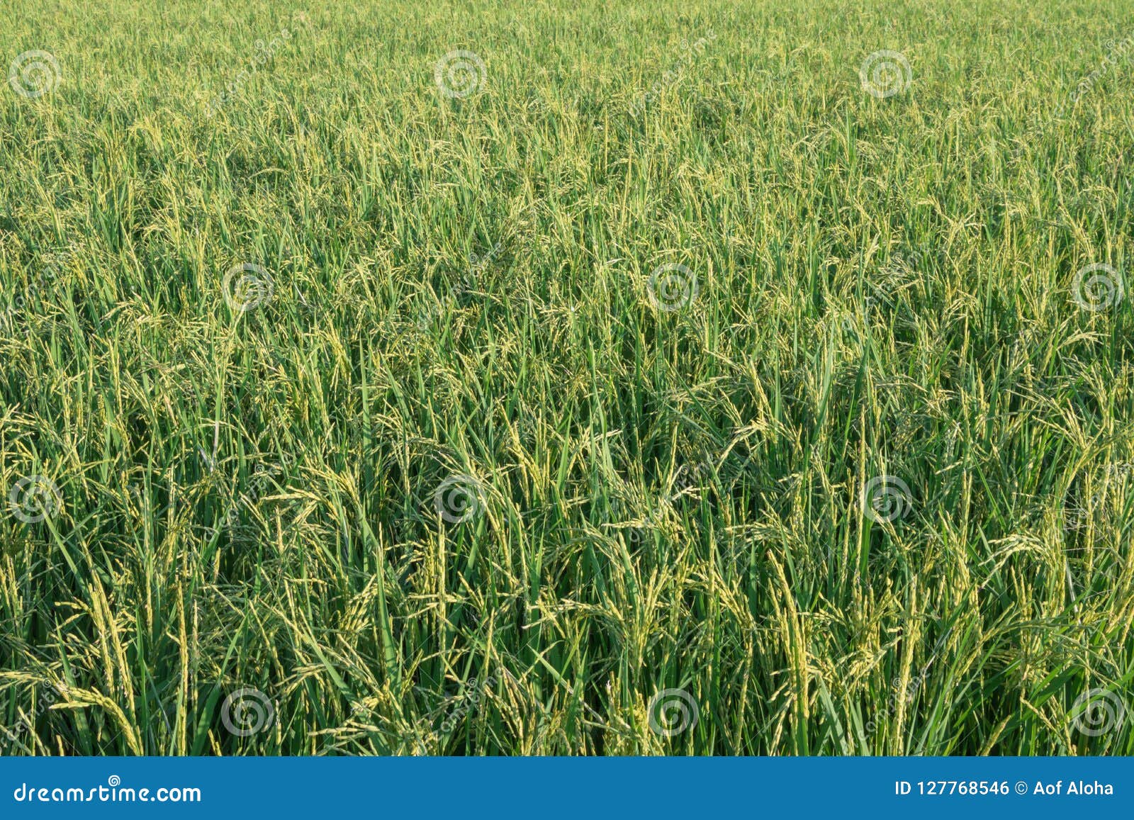 Rice Field Green Background. Stock Photo - Image of landscape, land ...