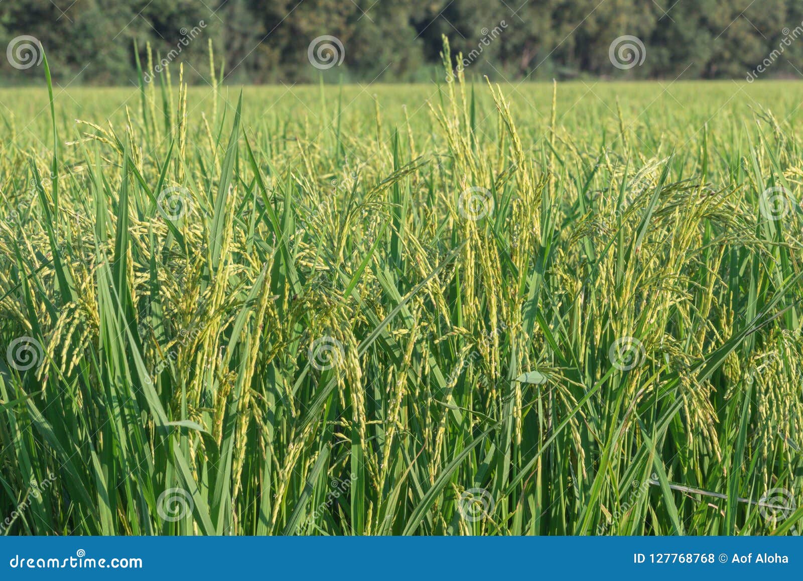 Rice Field Green Background. Stock Photo - Image of farm, country ...
