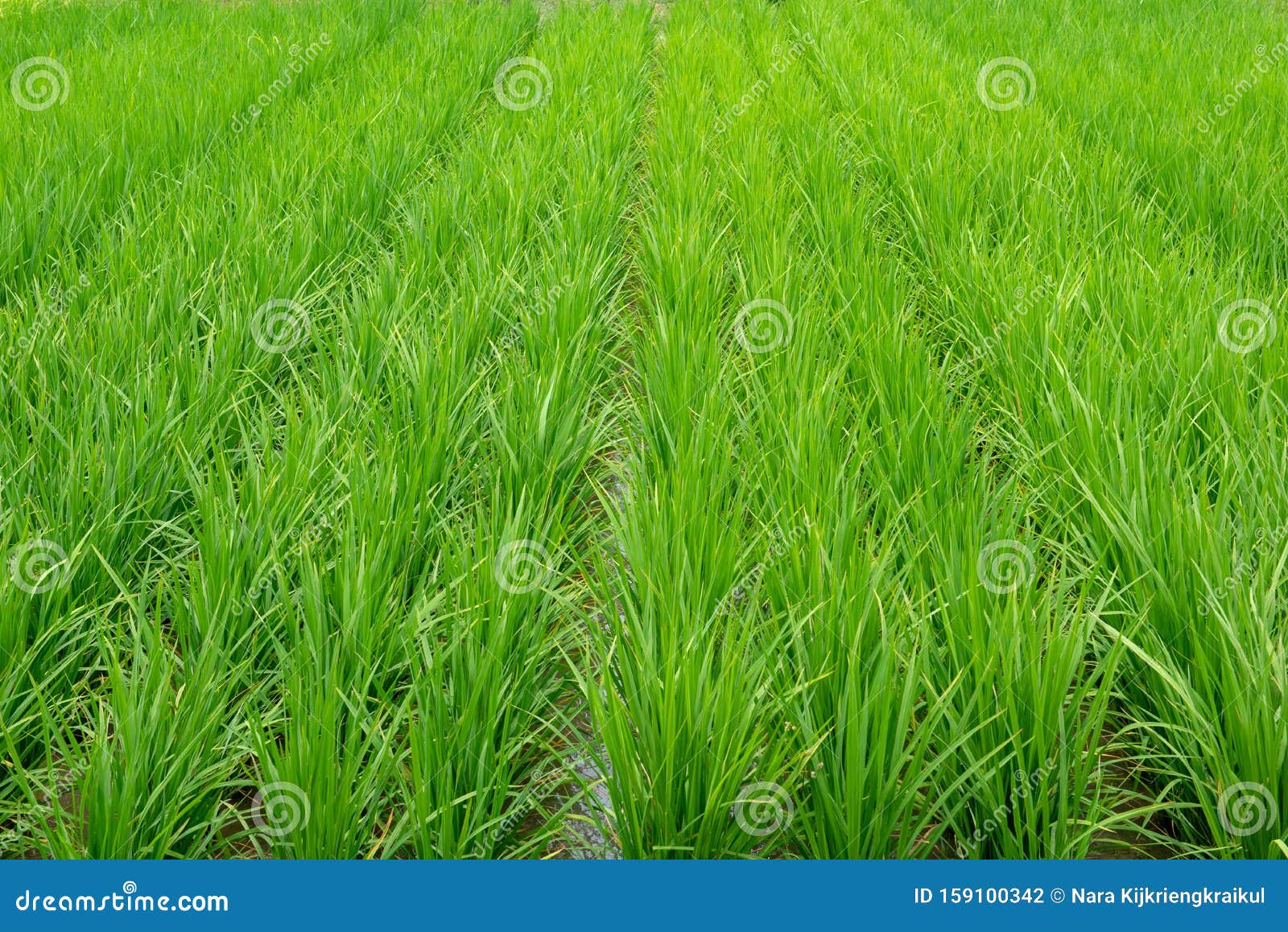 Rice Field,green Background Wallpaper Stock Photo - Image of green ...