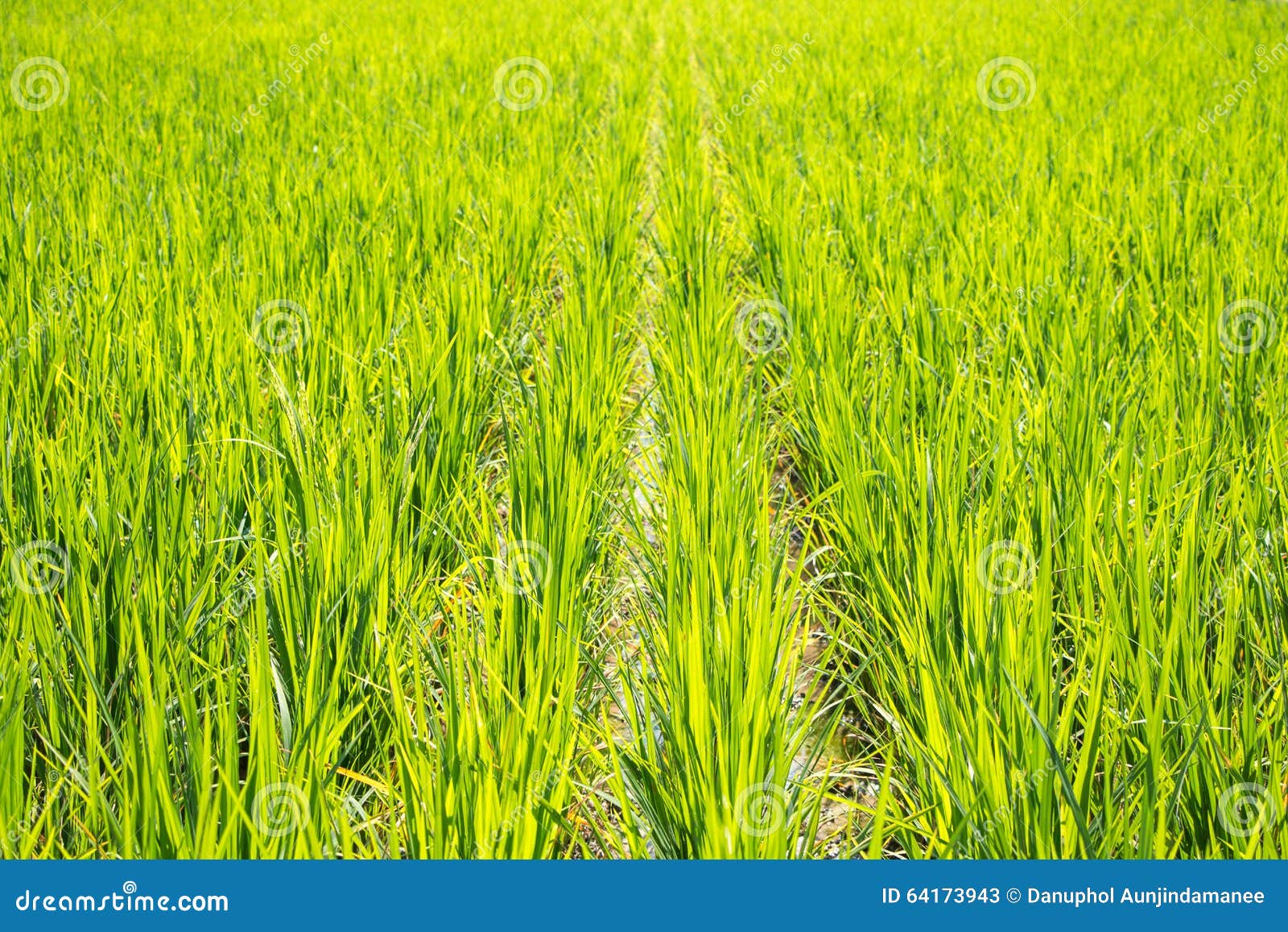 Rice field stock image. Image of green, rural, paddy - 64173943