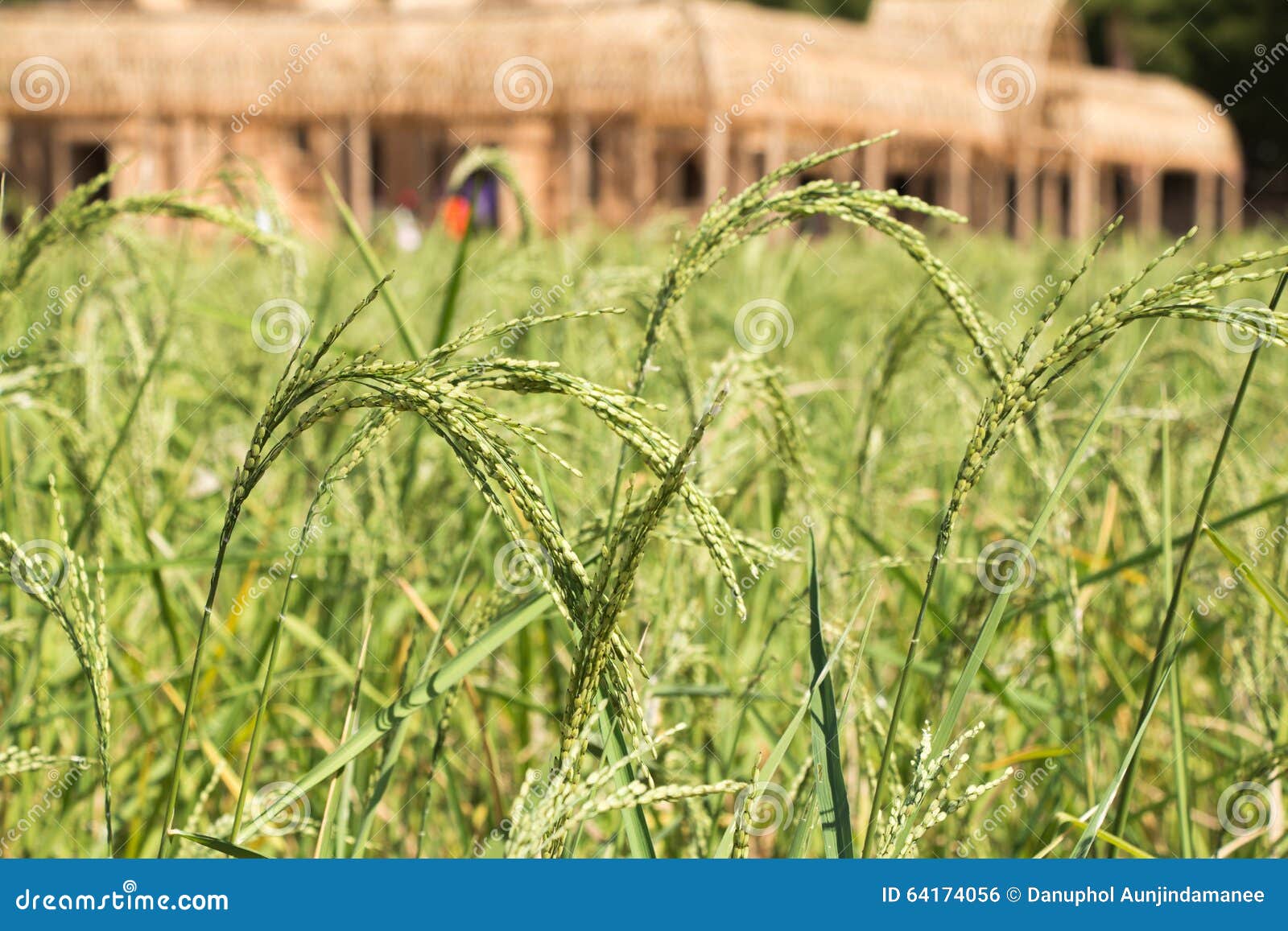 Rice field stock photo. Image of grow, plantation, farm - 64174056