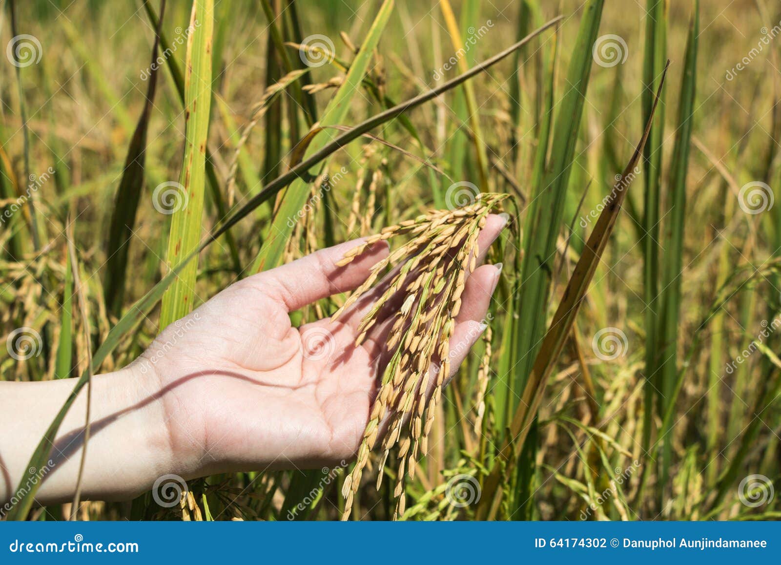 Rice field stock photo. Image of seed, natural, nature - 64174302