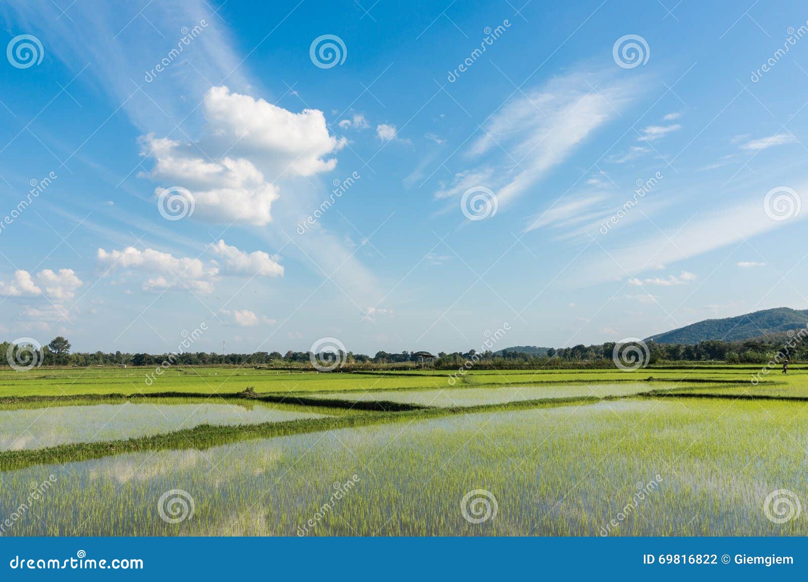 Rice Field Green Grass Blue Sky Cloudy Landscape Background Stock Photo ...